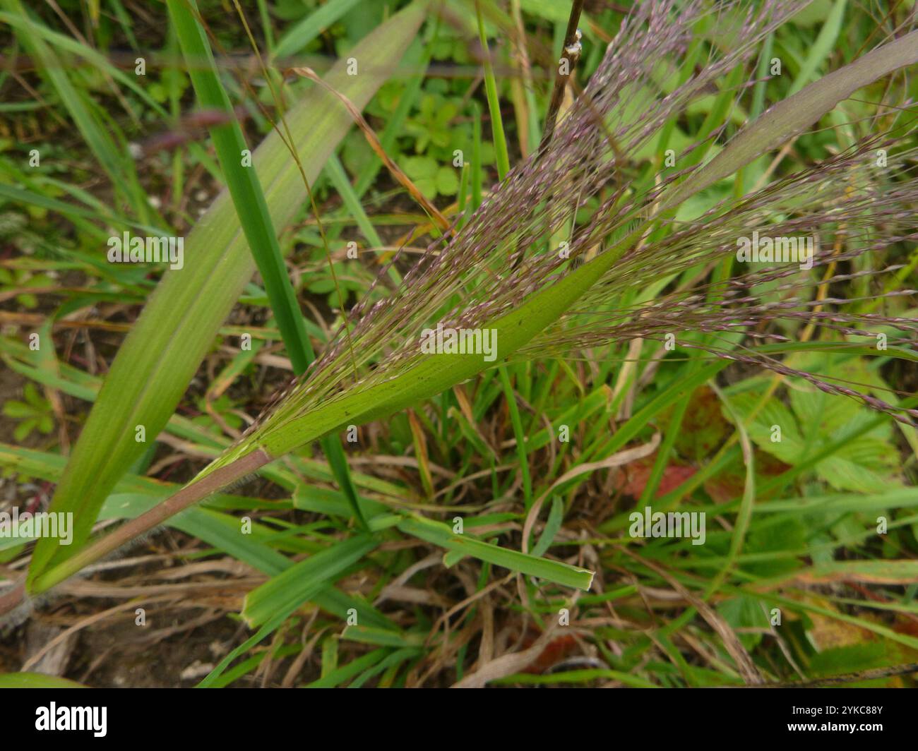 witch grass (Panicum capillare Stock Photo - Alamy