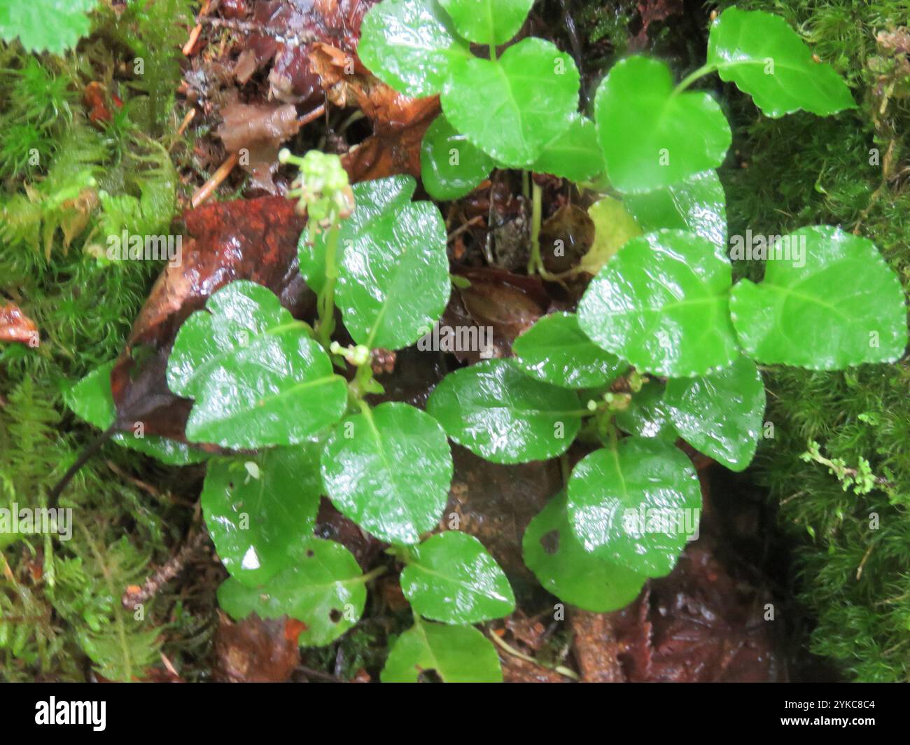 one-sided wintergreen (Orthilia secunda Stock Photo - Alamy