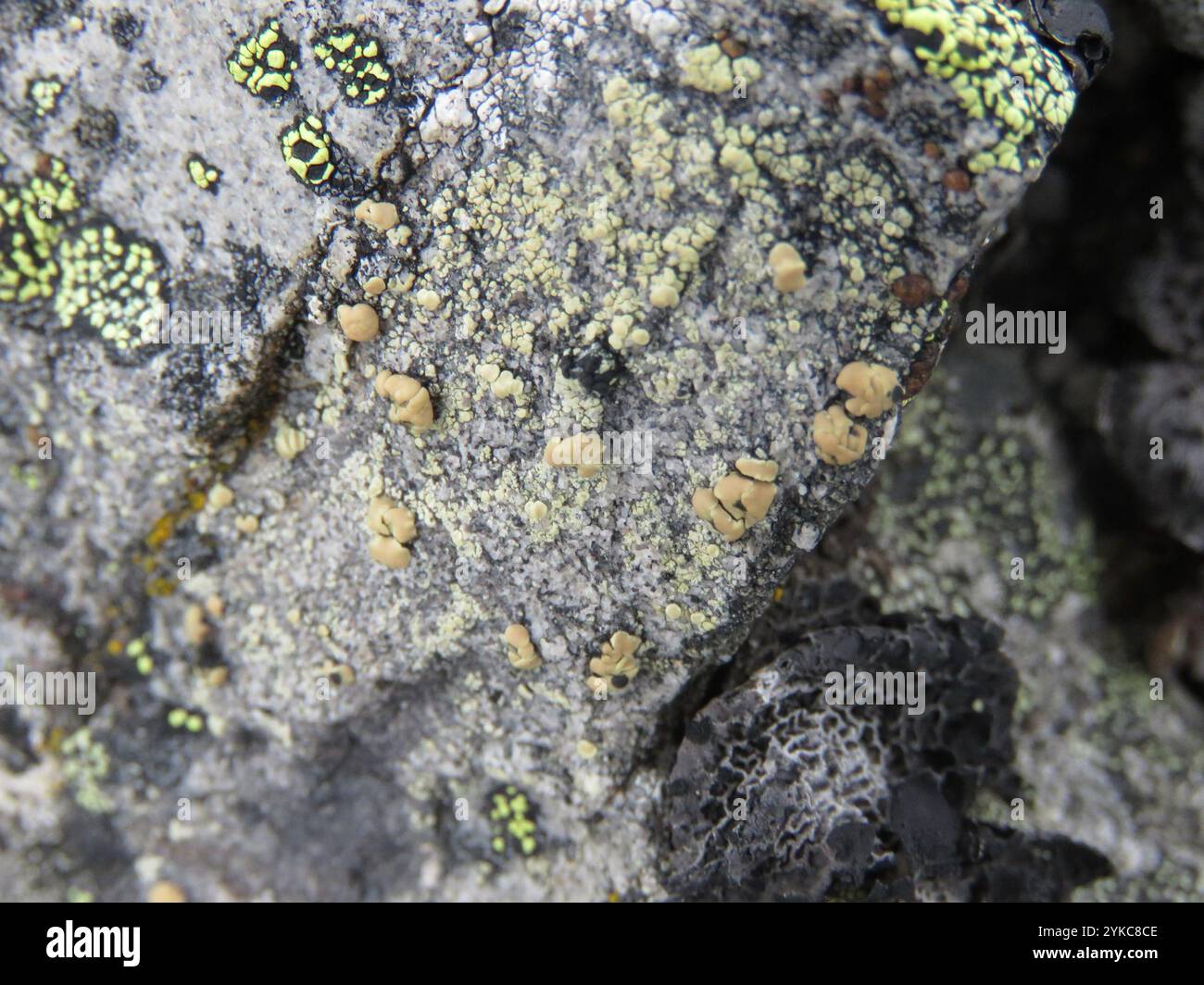 rim lichens, disc lichens, and allies (Lecanoraceae Stock Photo - Alamy