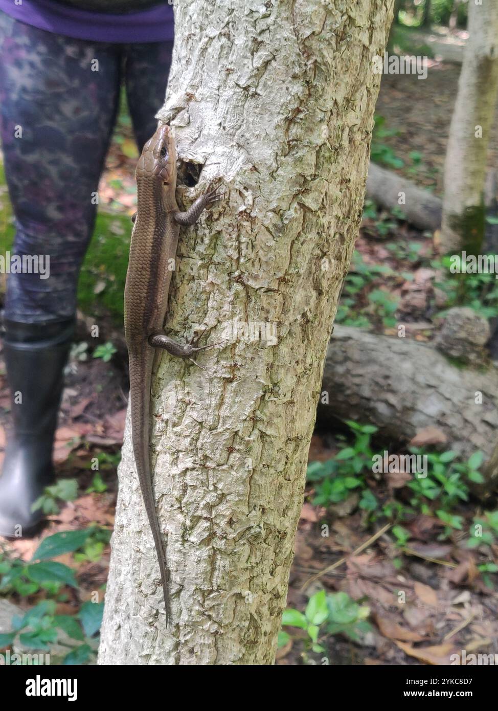 Common Five-lined Skink (Plestiodon fasciatus Stock Photo - Alamy