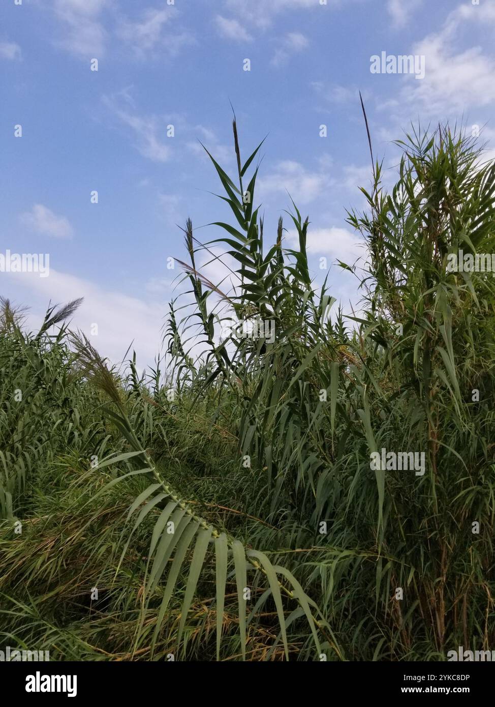 giant reed (Arundo donax Stock Photo - Alamy