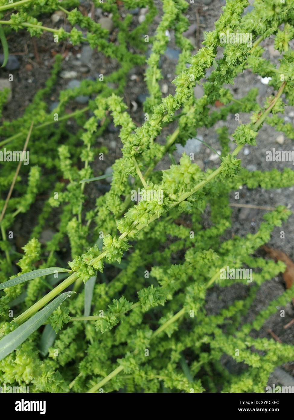 Chenopodioideae subfamily hi-res stock photography and images - Alamy