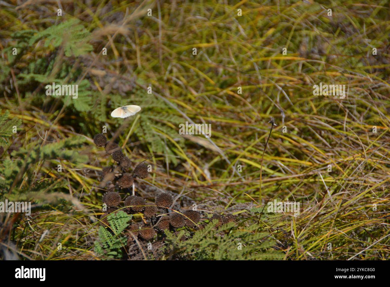 Common Ringlet (Coenonympha california Stock Photo - Alamy