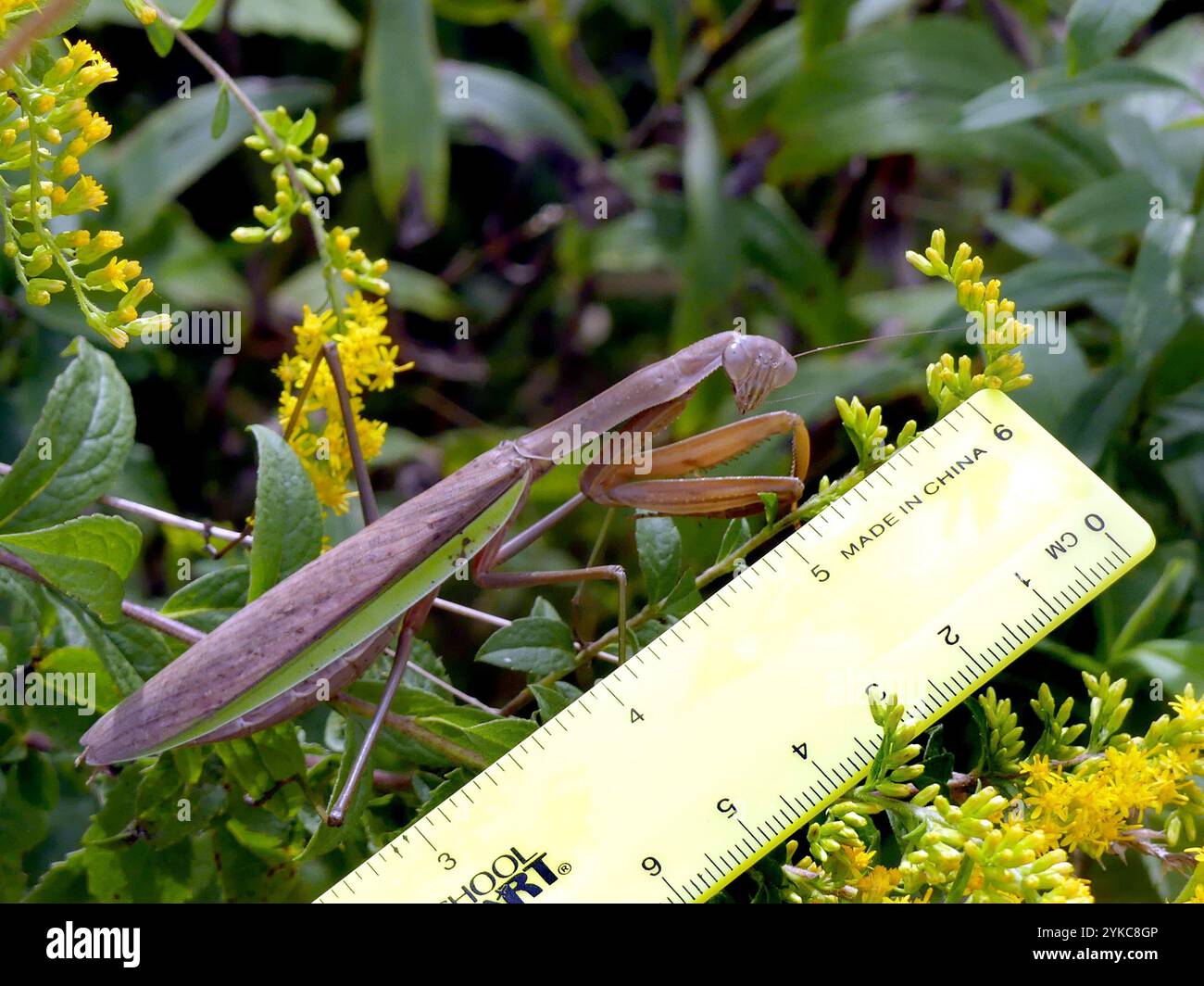 Chinese Mantis (Tenodera sinensis Stock Photo - Alamy