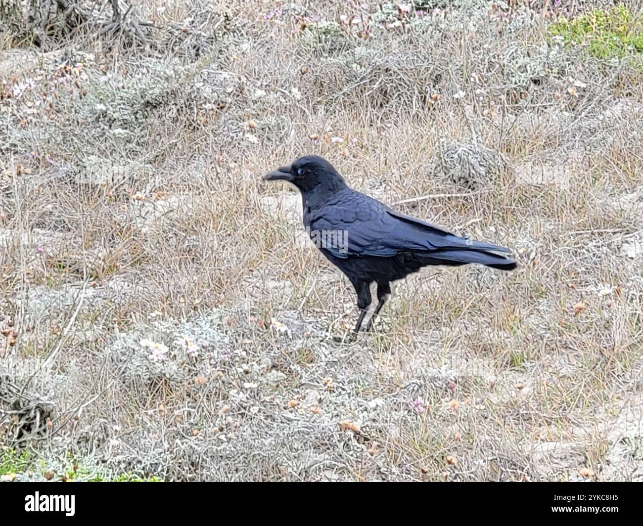 American Crow (Corvus brachyrhynchos Stock Photo - Alamy
