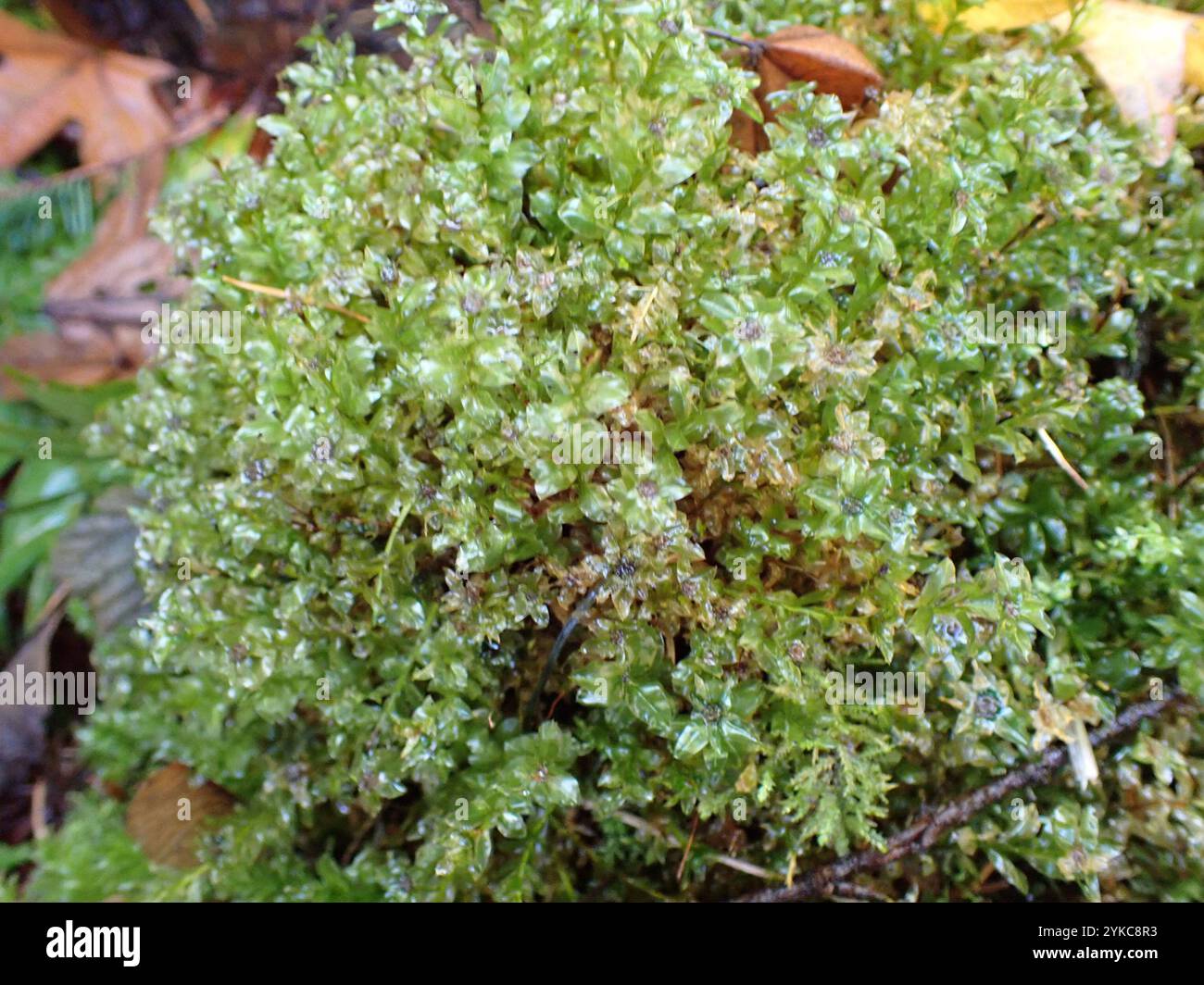 Badge Moss (Plagiomnium insigne Stock Photo - Alamy