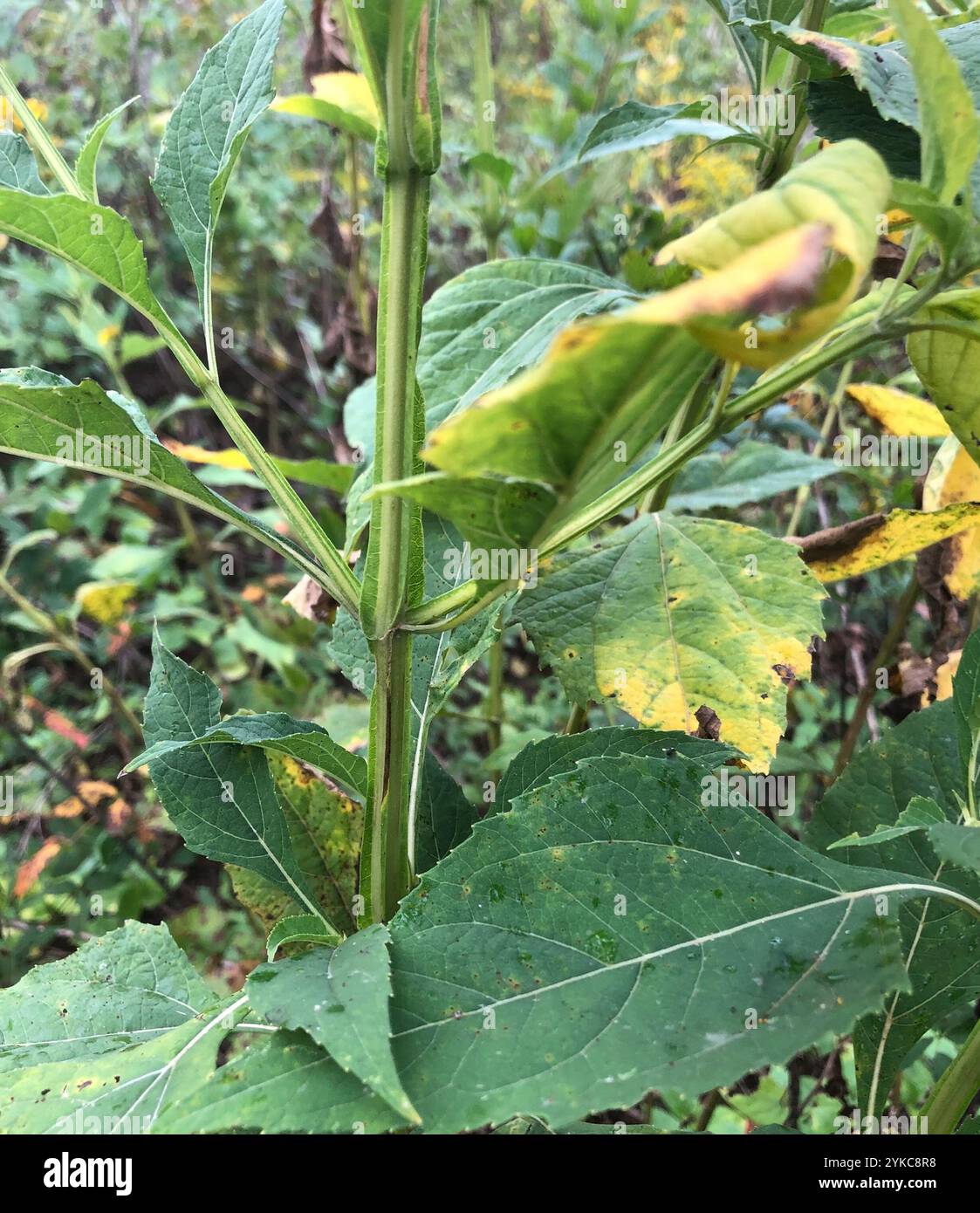 Yellow Crownbeard (Verbesina occidentalis Stock Photo - Alamy