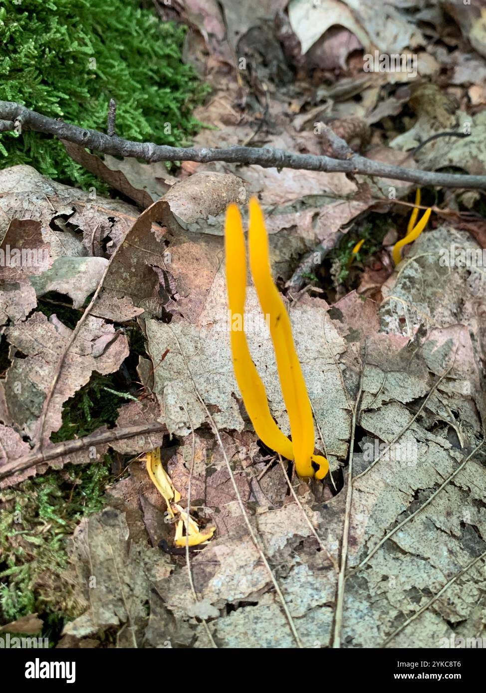 Golden Spindles (Clavulinopsis fusiformis Stock Photo - Alamy