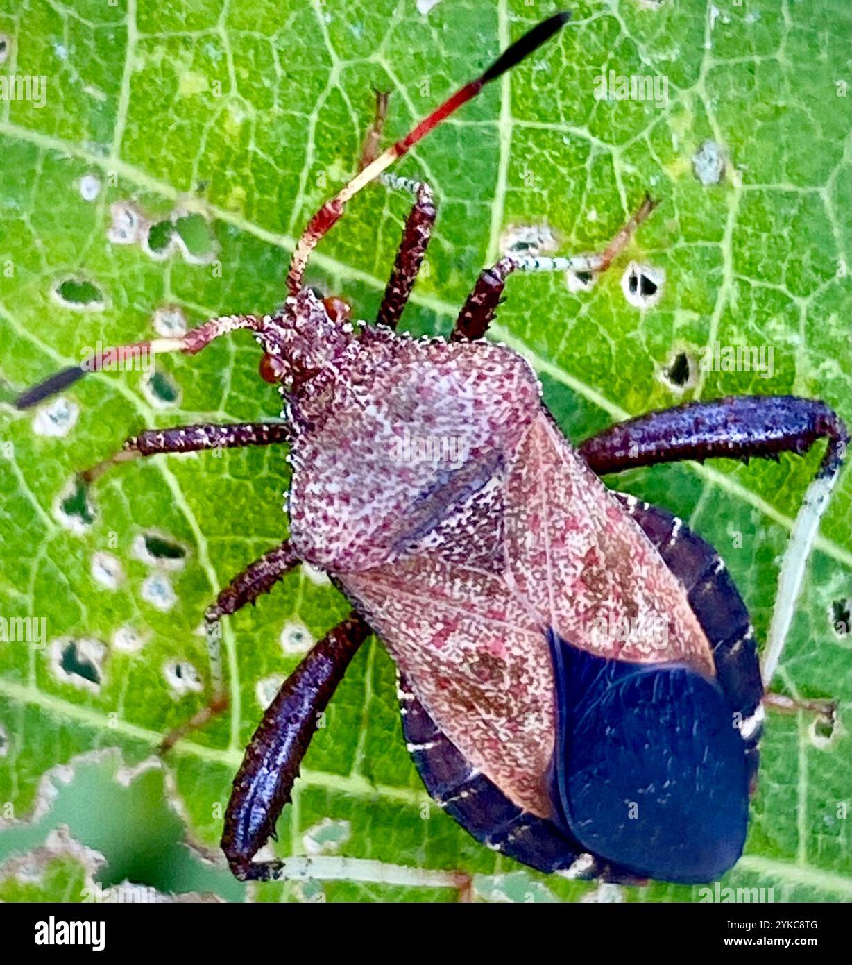 Helmeted Squash Bug (Euthochtha galeator Stock Photo - Alamy