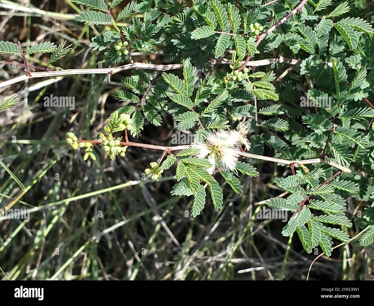 Acacia angustissima hi-res stock photography and images - Alamy