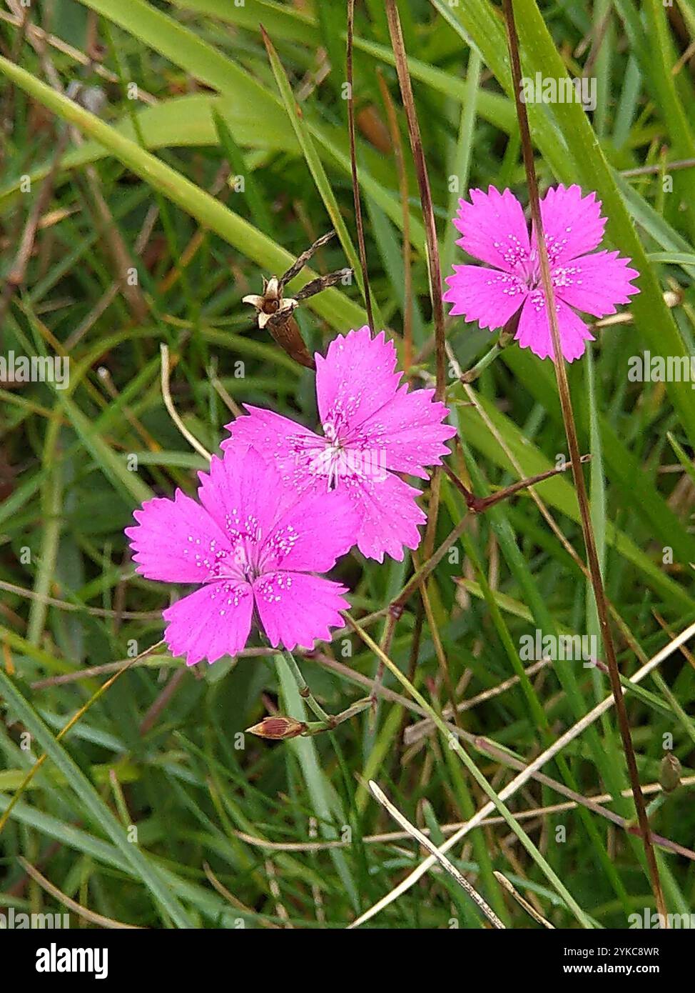 Maiden Pink (Dianthus deltoides Stock Photo - Alamy