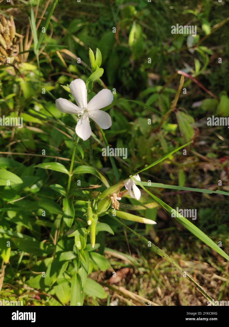 common soapwort (Saponaria officinalis Stock Photo - Alamy