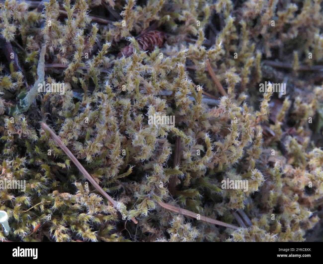 Woolly fringe moss racomitrium lanuginosum hi-res stock photography and ...