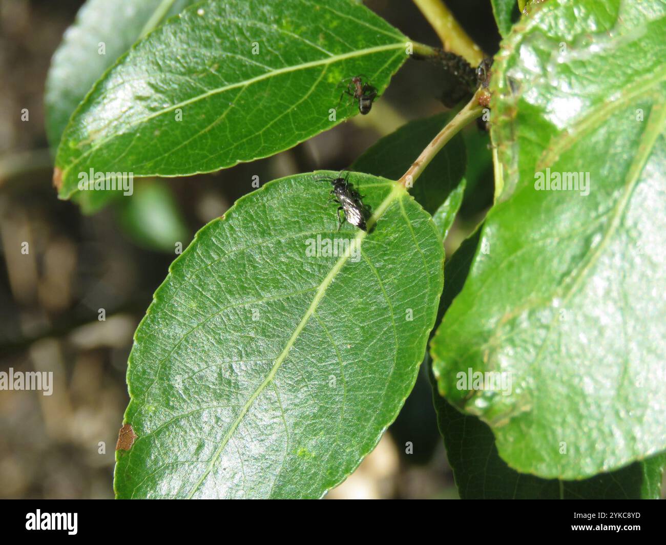Tiphiid Flower Wasps (Tiphiidae Stock Photo - Alamy