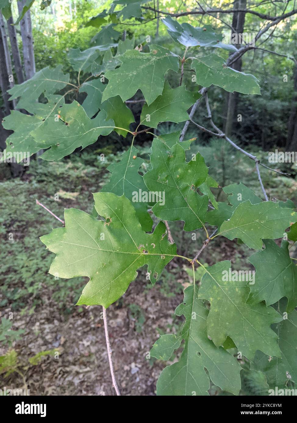 black oak (Quercus velutina Stock Photo - Alamy