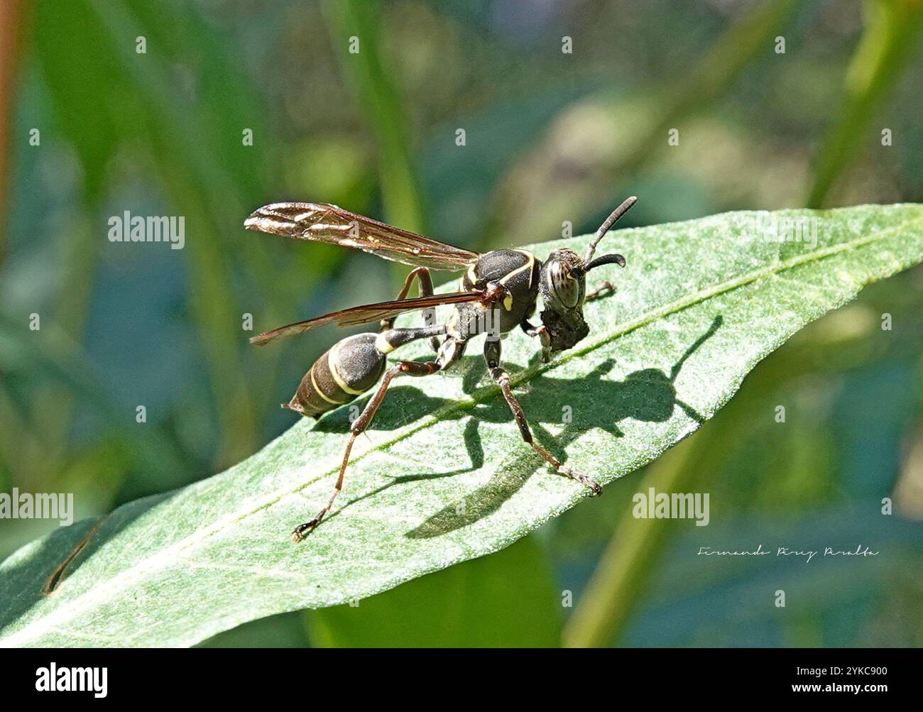 Mischocyttarus hi-res stock photography and images - Alamy