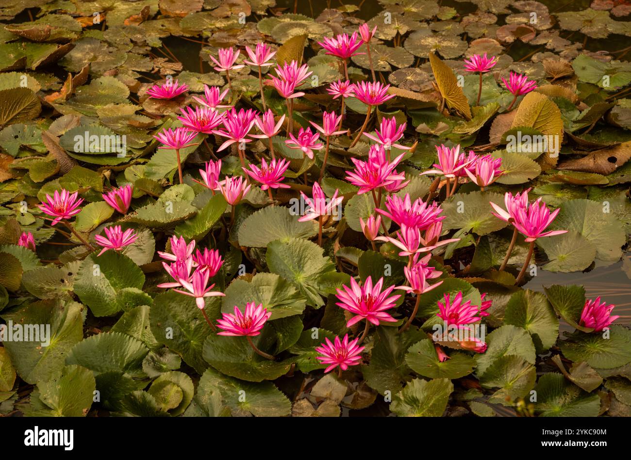 A cluster of bright pink tropical pink water lilies (Nymphaea) in full ...