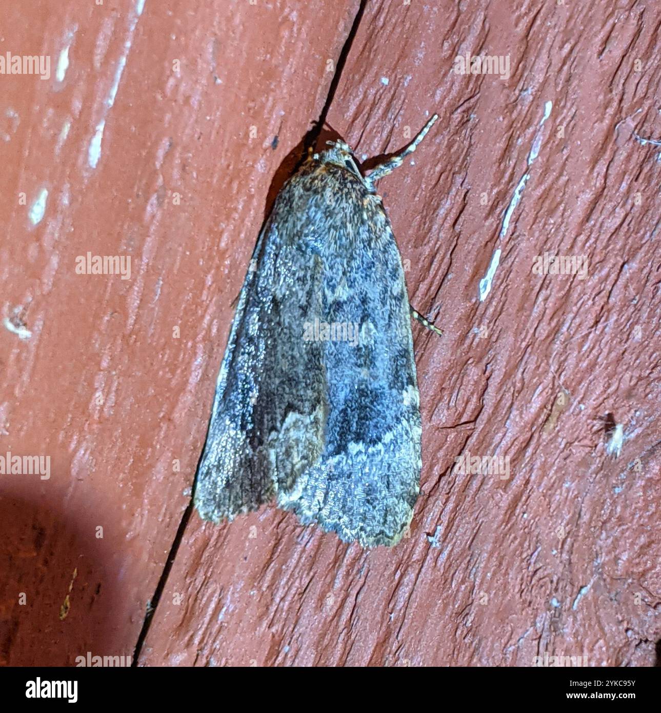 American Copper Underwing (Amphipyra pyramidoides Stock Photo - Alamy