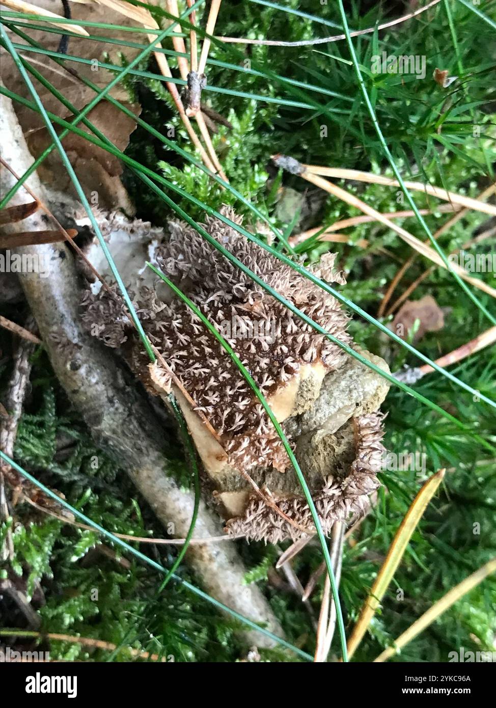 Spiny Puffball (Lycoperdon echinatum Stock Photo - Alamy