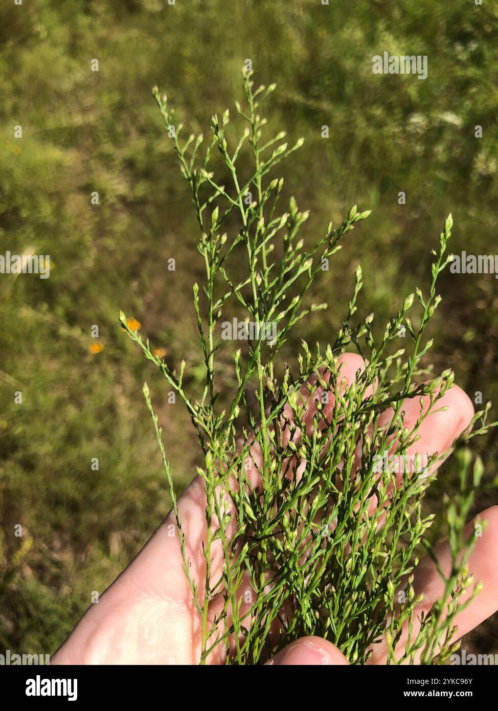 serpentine aster (Symphyotrichum depauperatum Stock Photo - Alamy