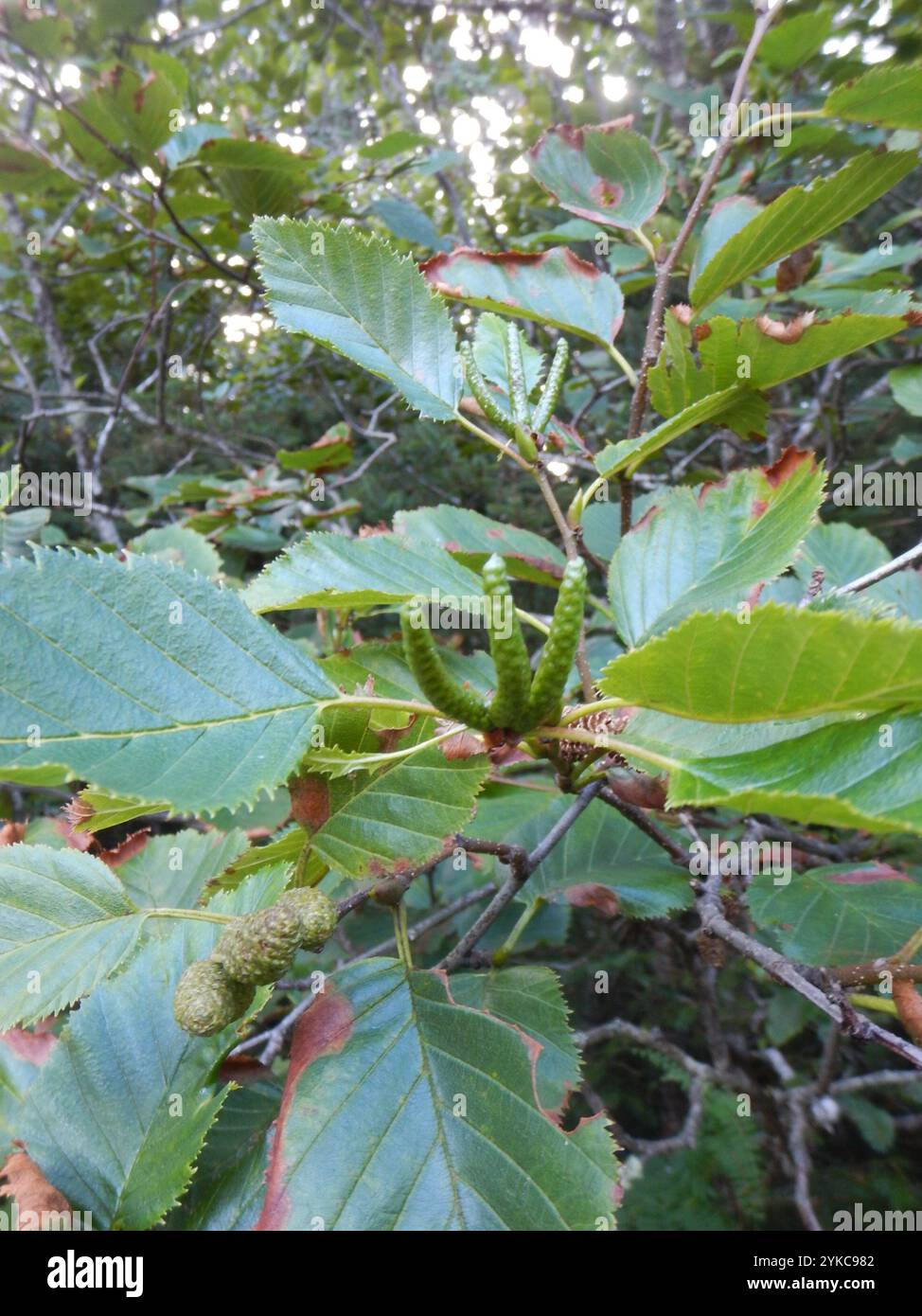 Sitka Alder (Alnus alnobetula sinuata Stock Photo - Alamy