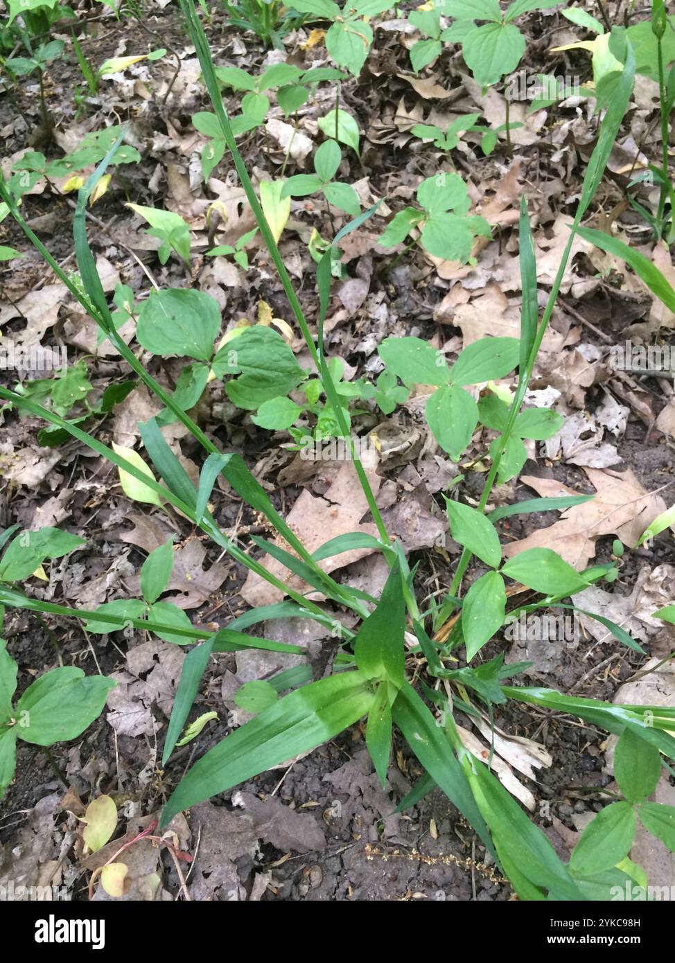 White Bear Sedge (Carex albursina Stock Photo - Alamy