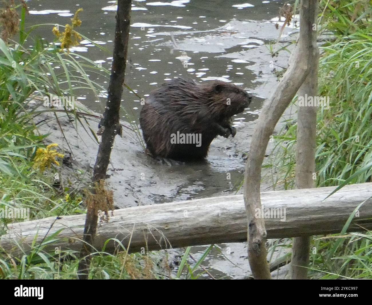 American Beaver (Castor canadensis Stock Photo - Alamy