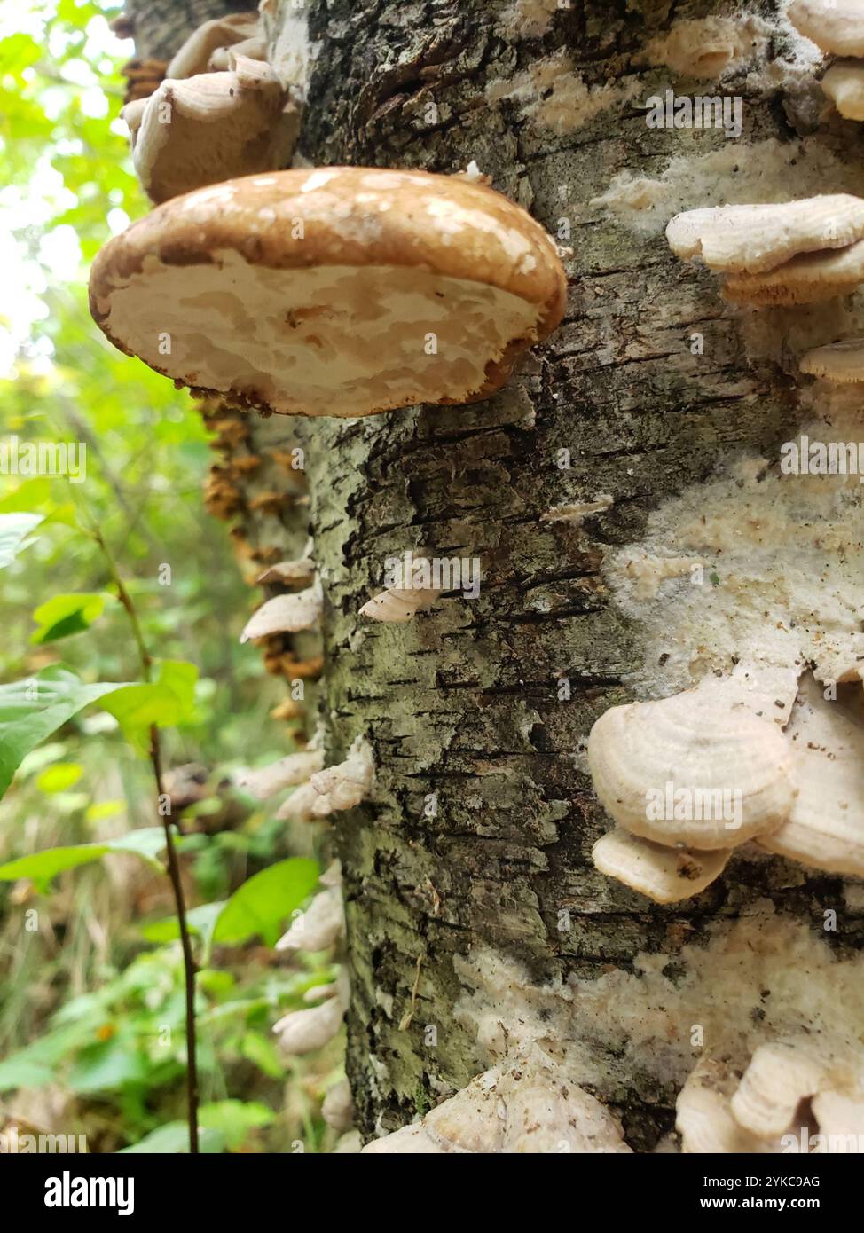 birch polypore (Fomitopsis betulina Stock Photo - Alamy
