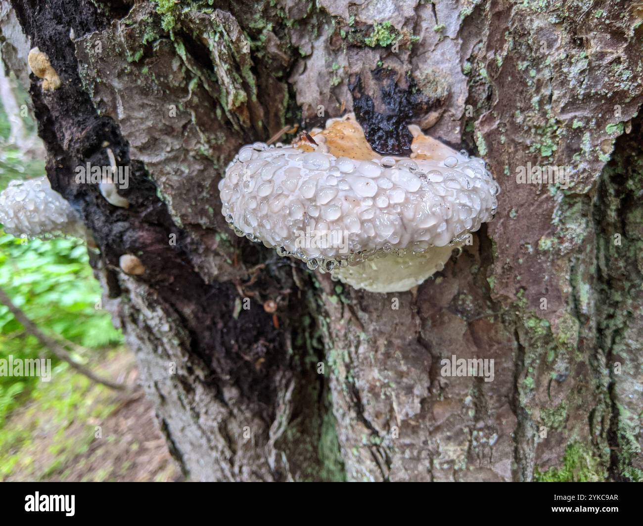 Red-banded Conks (Fomitopsis pinicola Stock Photo - Alamy