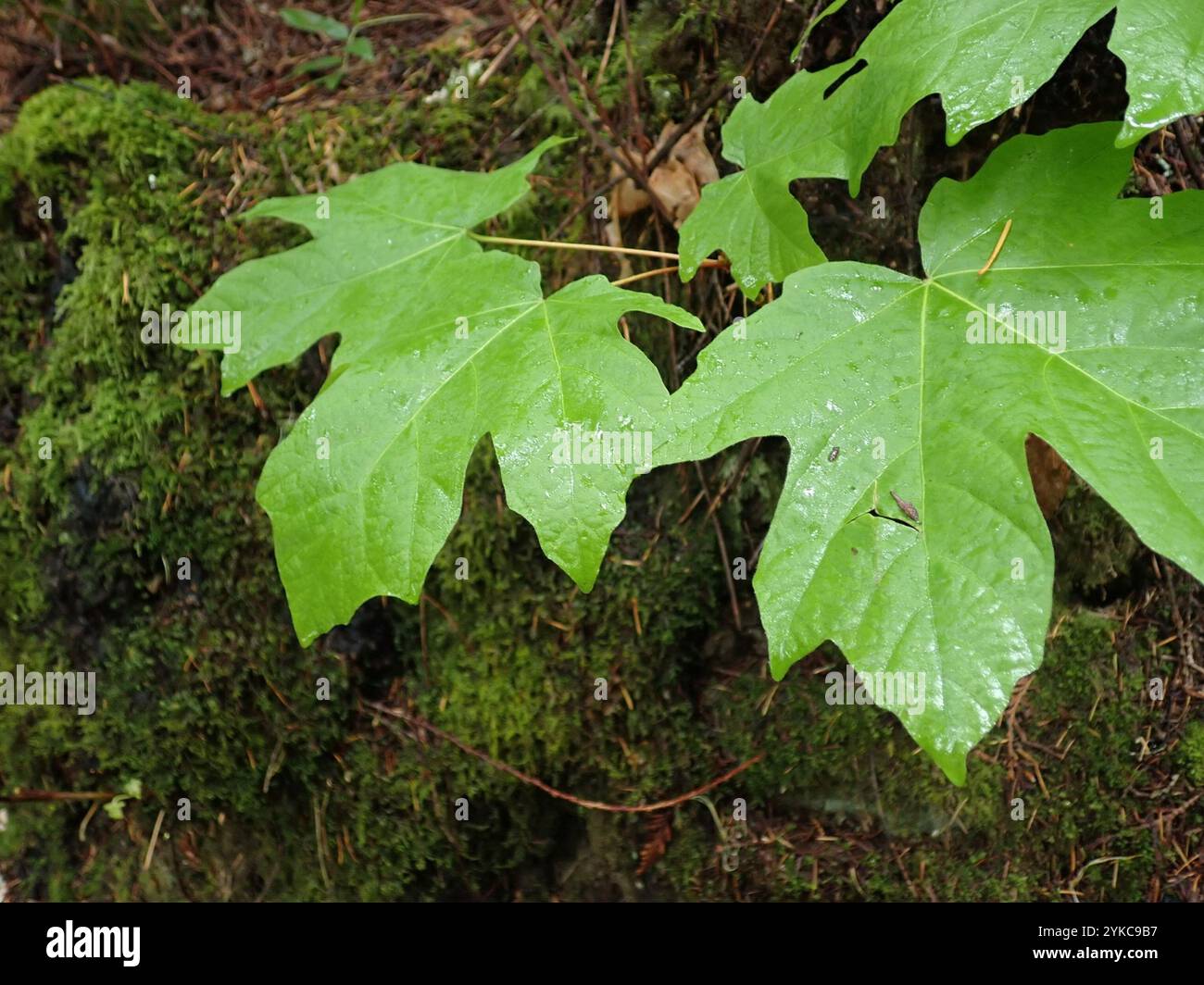 bigleaf maple (Acer macrophyllum Stock Photo - Alamy