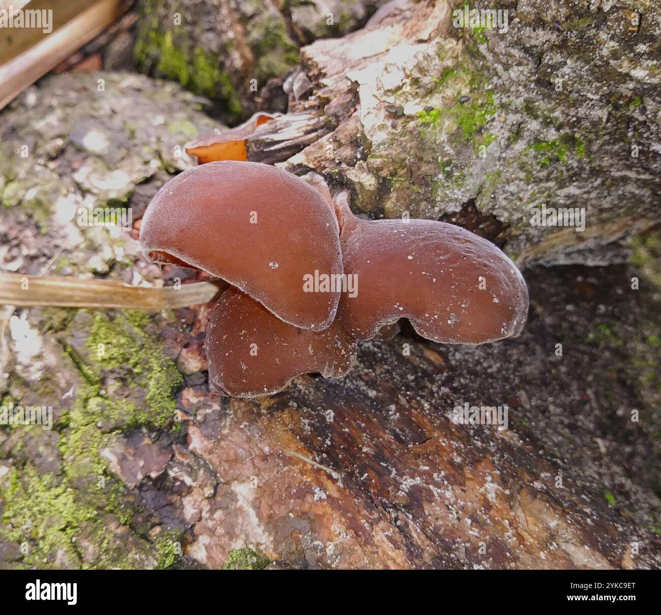 Wood ear fungi (Auricularia Stock Photo - Alamy