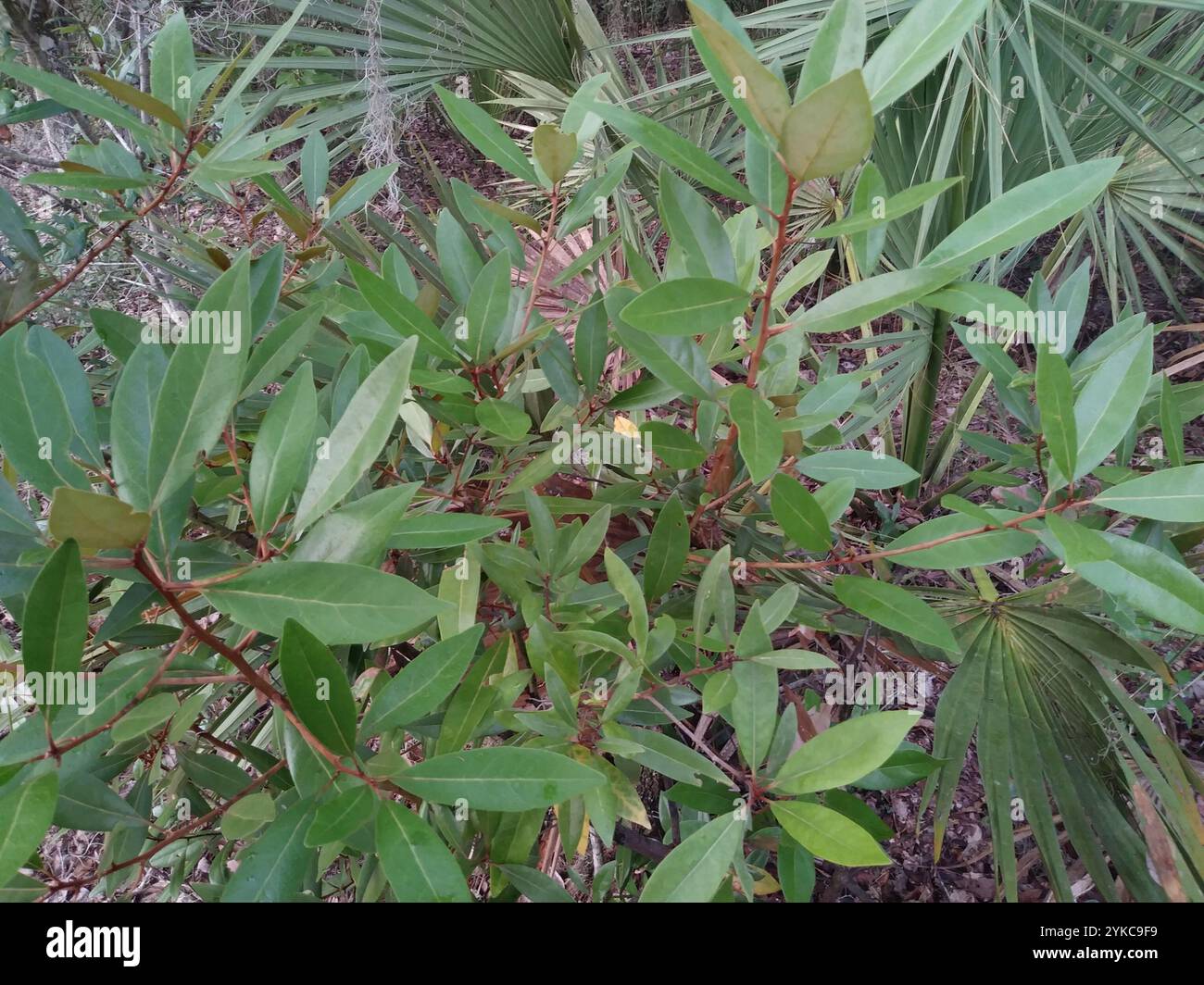 Loblolly bay (Gordonia lasianthus Stock Photo - Alamy