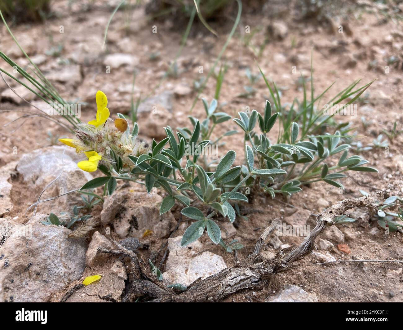 James clover hi-res stock photography and images - Alamy