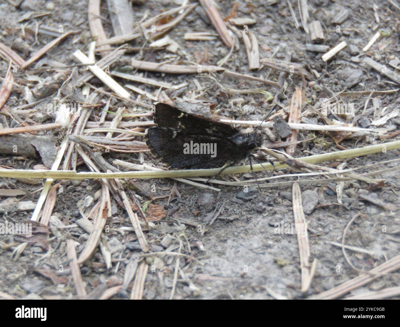Common Roadside-Skipper (Amblyscirtes vialis Stock Photo - Alamy