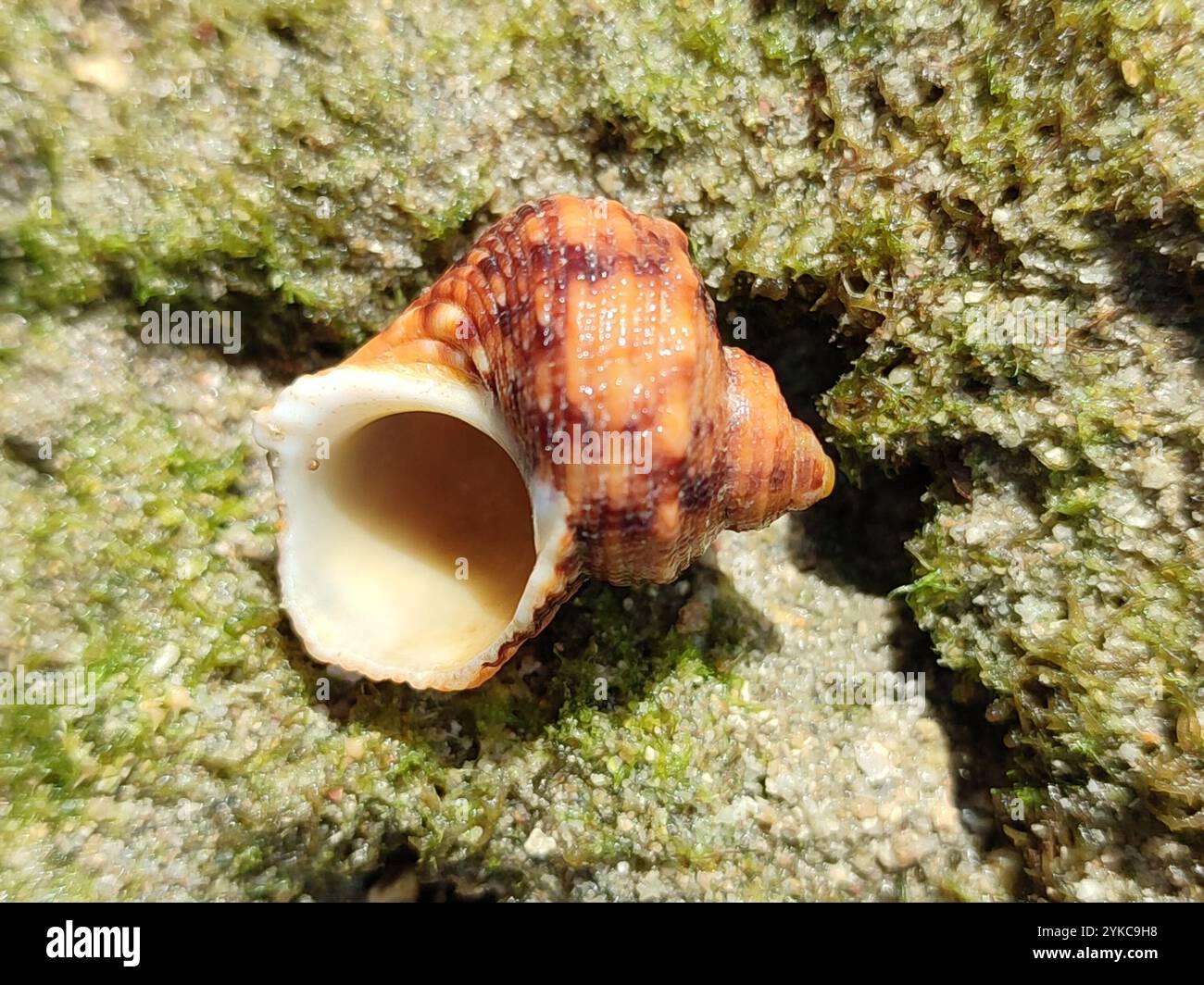 Silver mouth turban hi-res stock photography and images - Alamy