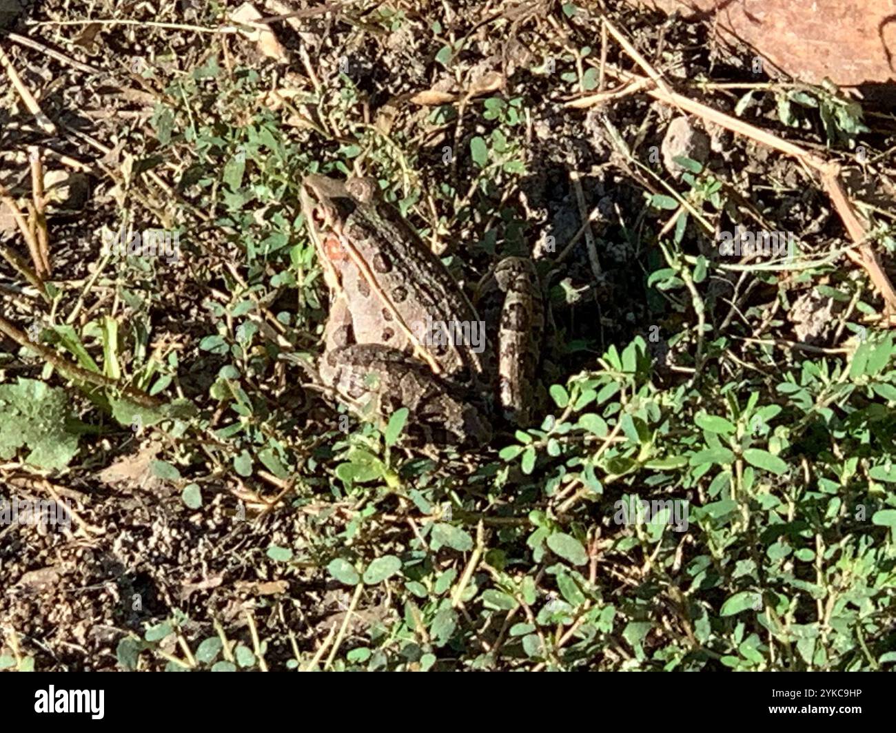 Southern Leopard Frog (Lithobates sphenocephalus Stock Photo - Alamy