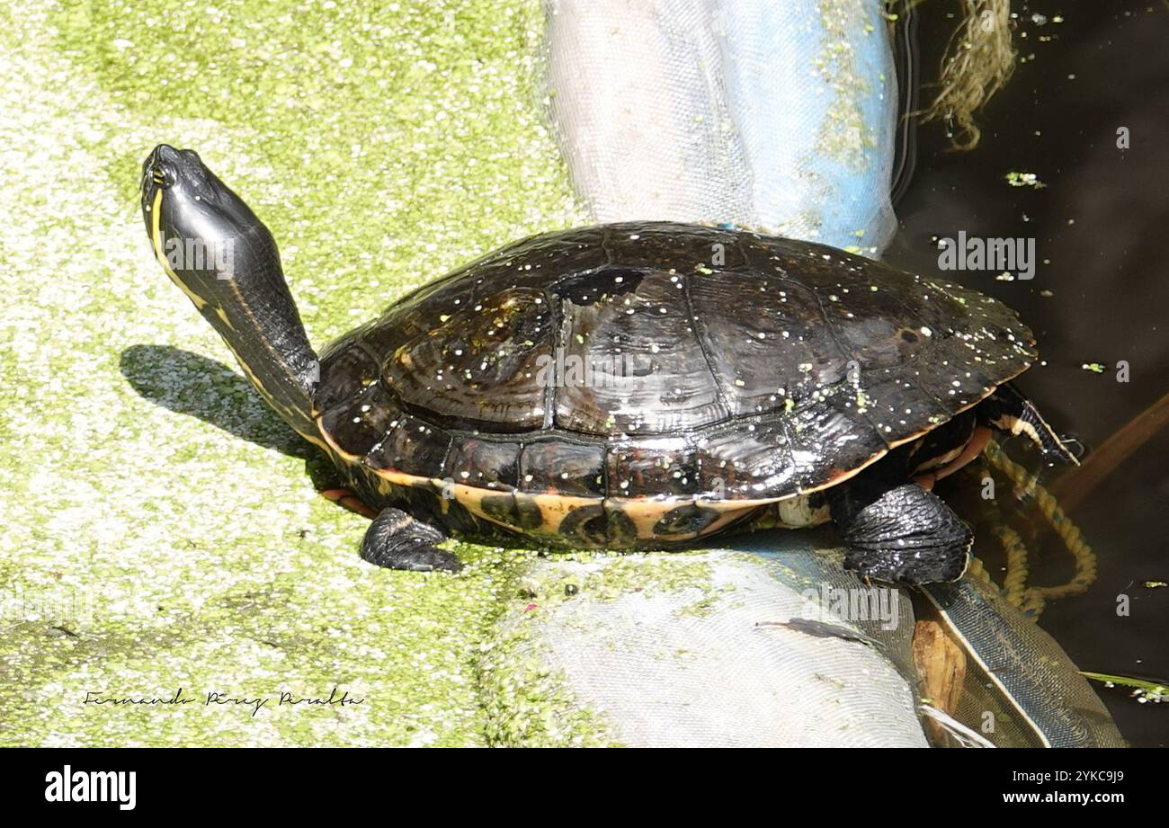 Mesoamerican Slider (Trachemys venusta Stock Photo - Alamy