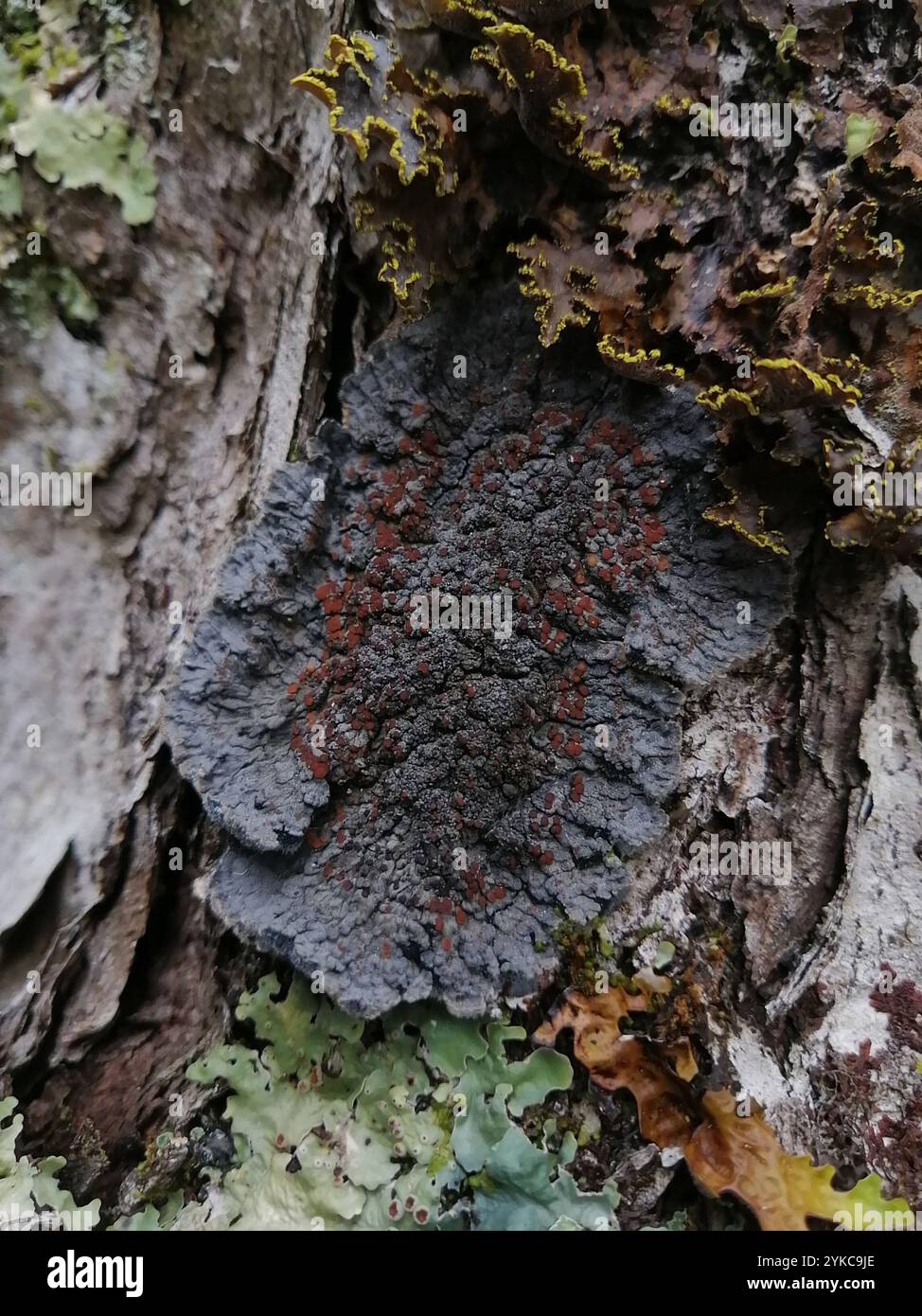 Blue Felt Lichen (Pectenia plumbea Stock Photo - Alamy