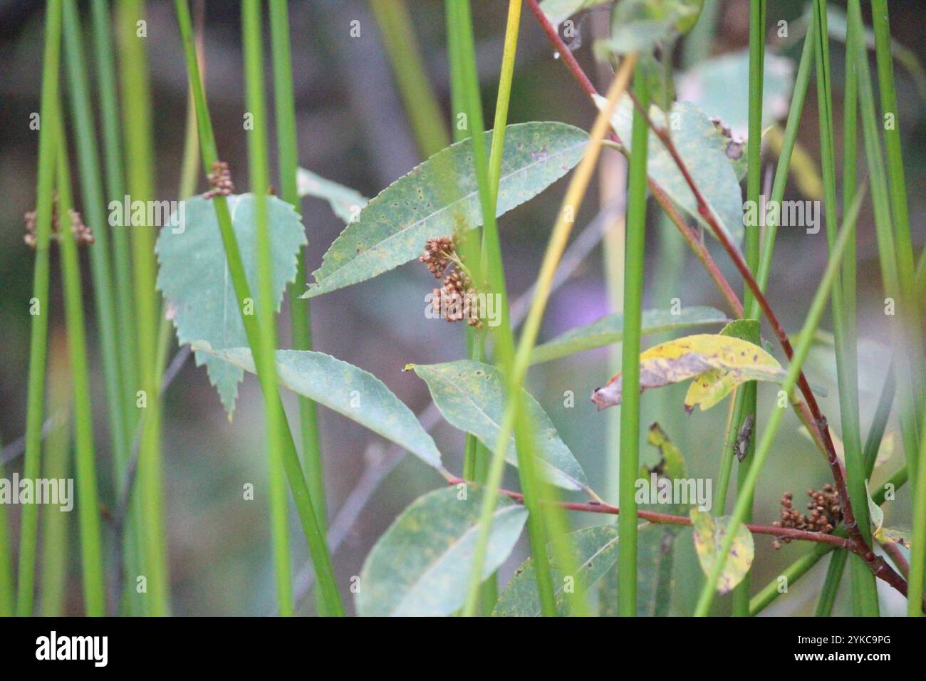 Soft Rush (Juncus effusus Stock Photo - Alamy