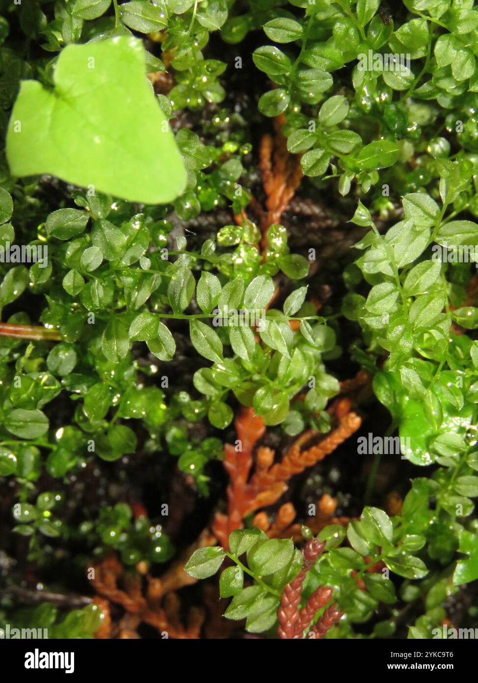 Badge Moss (Plagiomnium insigne Stock Photo - Alamy