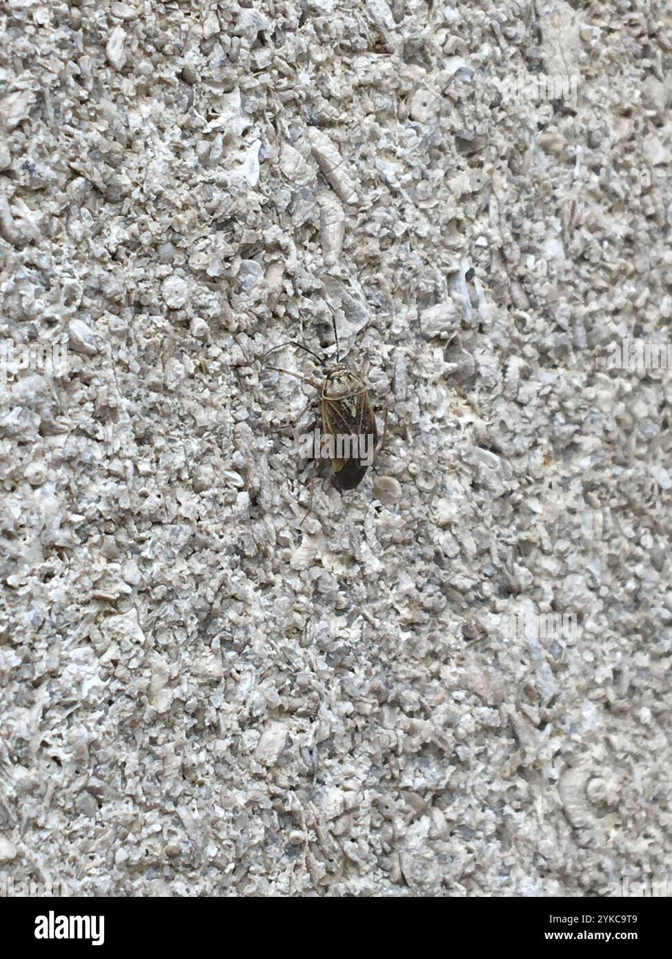 Scentless Plant Bugs (Rhopalidae Stock Photo - Alamy