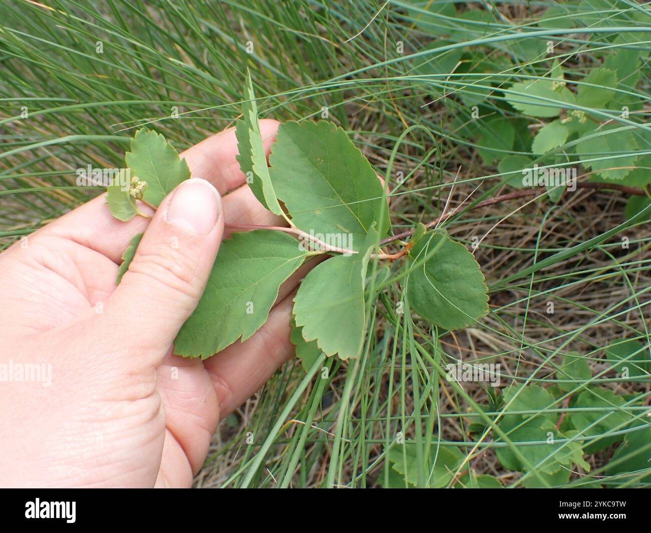 Shinyleaf Meadowsweet (Spiraea lucida Stock Photo - Alamy