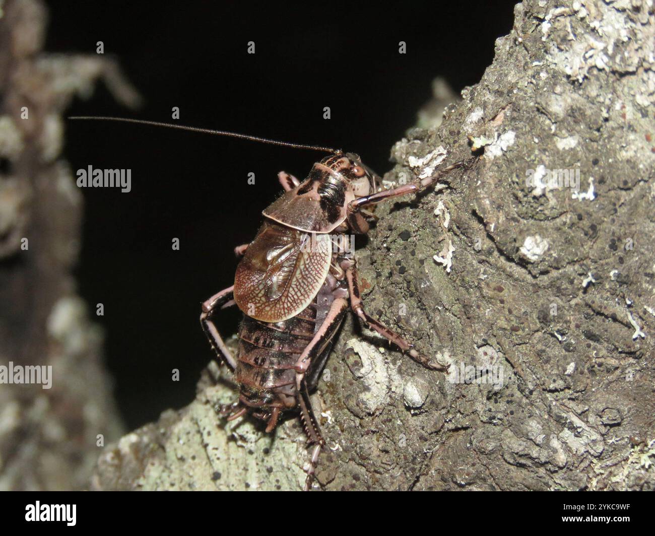 Cyphoderris monstrosa hi-res stock photography and images - Alamy