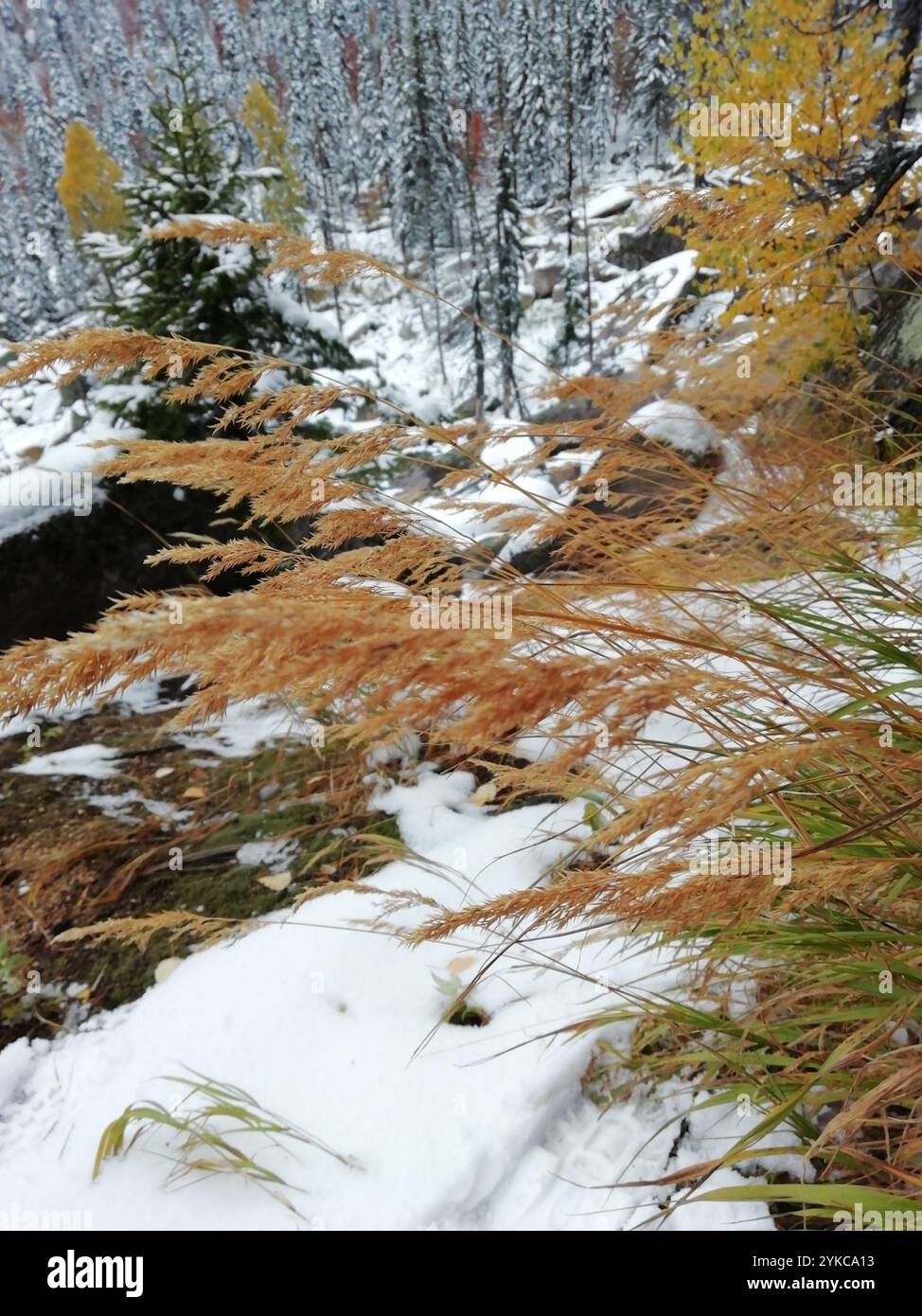 Scandinavian Small-reed (Calamagrostis purpurea Stock Photo - Alamy