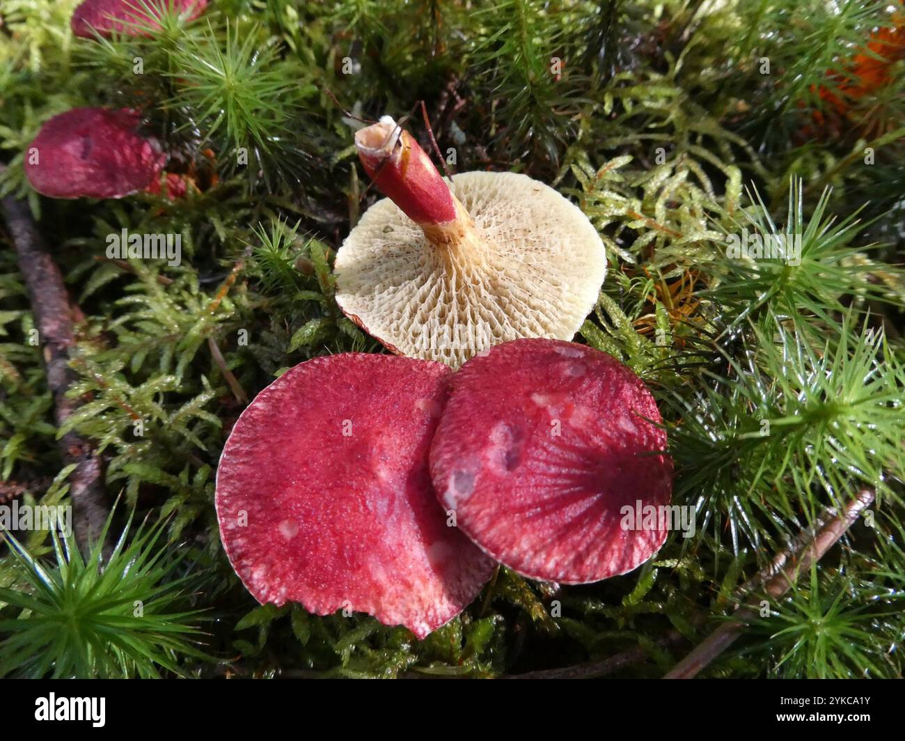 Red Bog Bolete (Suillus paluster Stock Photo - Alamy