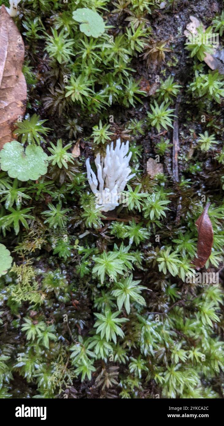 antler and spindle fungi (Clavariaceae Stock Photo - Alamy