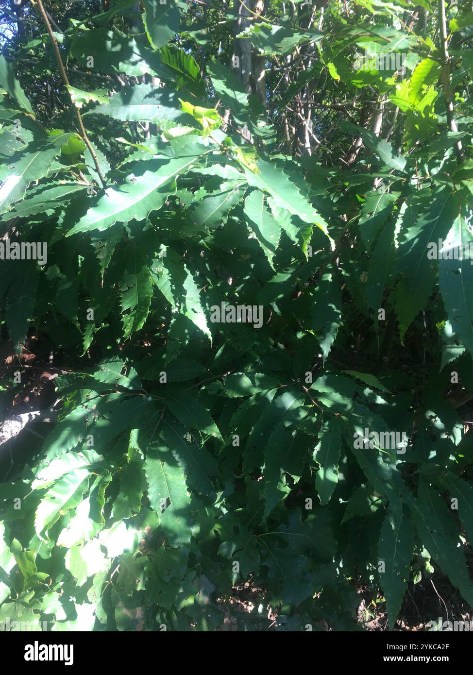 American chestnut castanea dentata hi-res stock photography and images ...