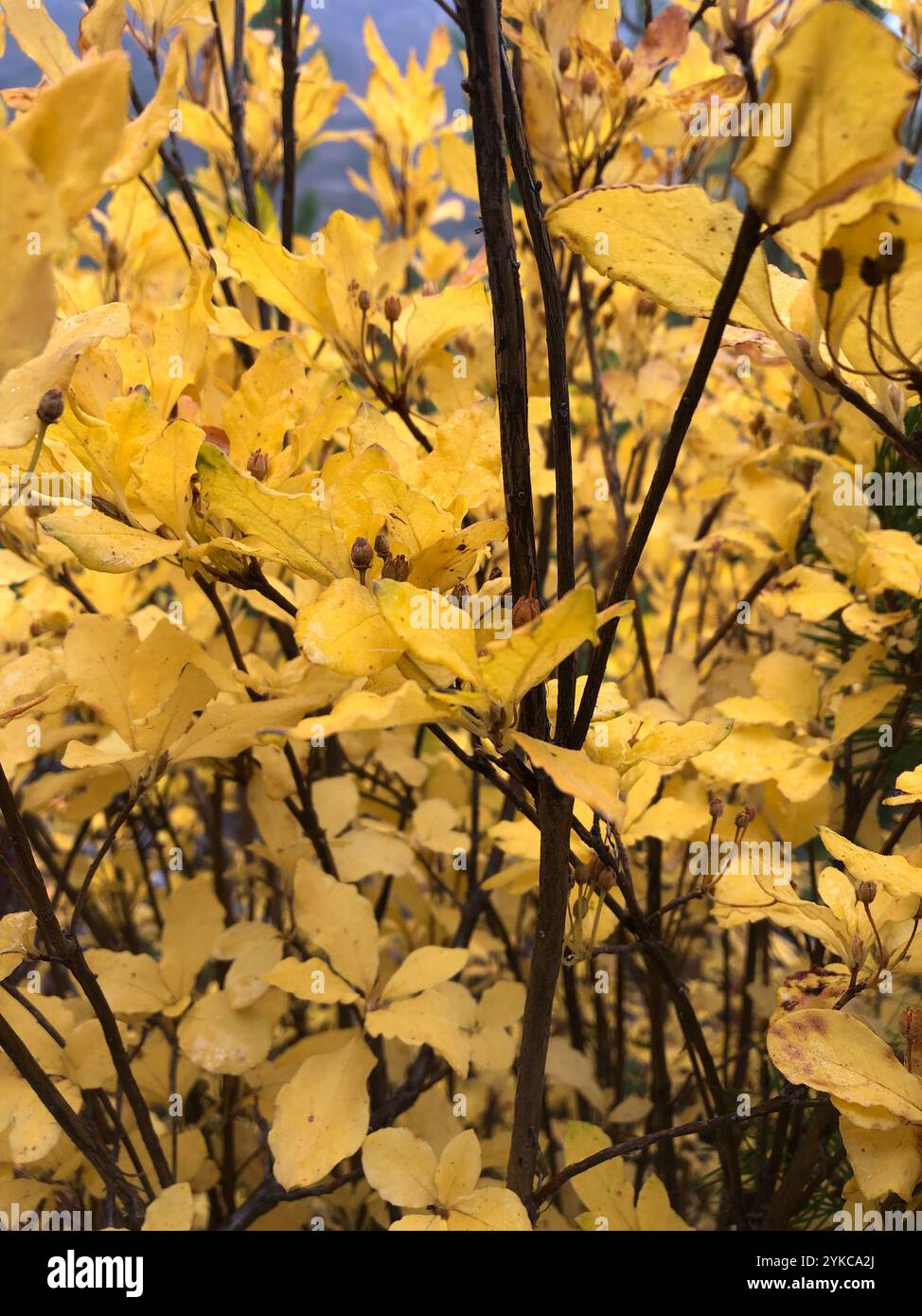mock azalea (Rhododendron menziesii Stock Photo - Alamy