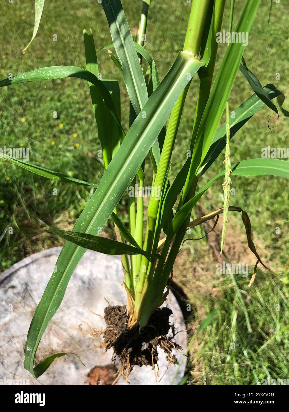 Smooth Witchgrass (Panicum dichotomiflorum Stock Photo - Alamy