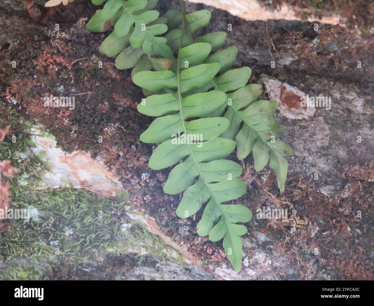 western polypody (Polypodium hesperium Stock Photo - Alamy
